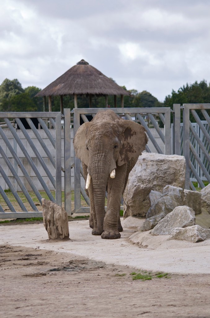 Animal Detection v2 Object Detection Dataset by PhaseCorps