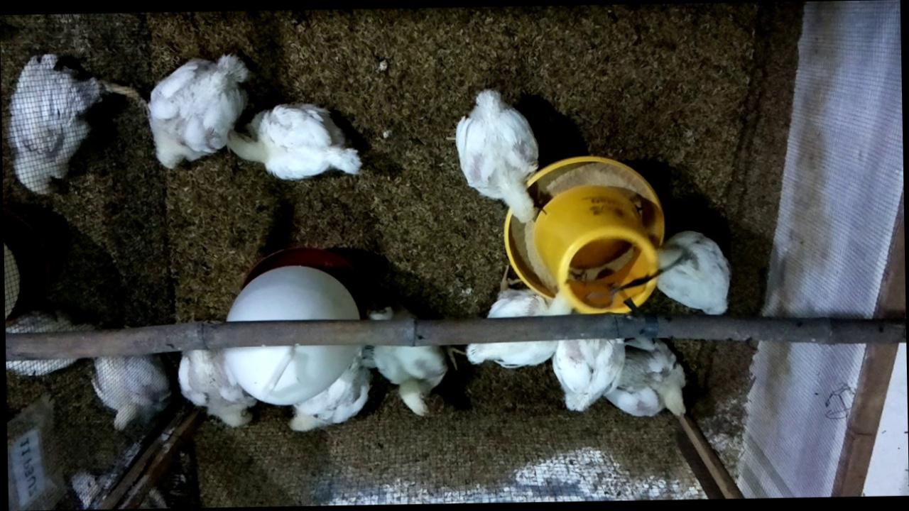 chicken-fold4 Object Detection Dataset by Broilers