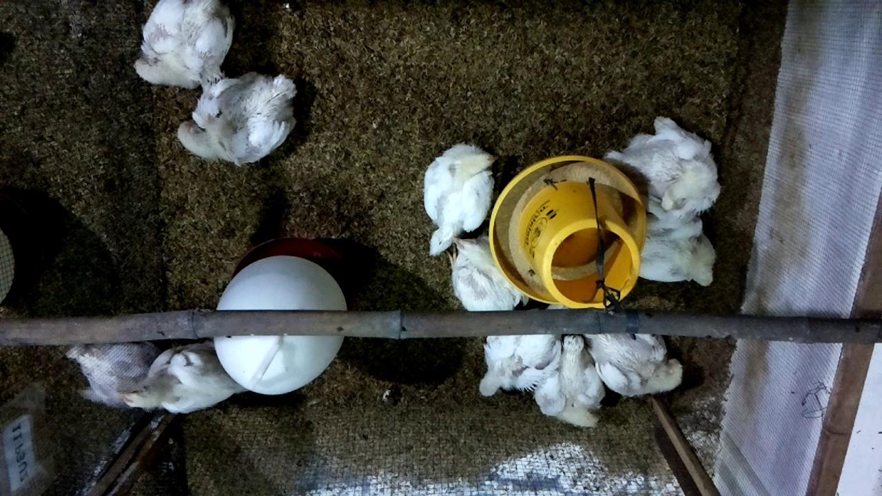 Chicken-Yolov7 Object Detection Dataset by Broilers