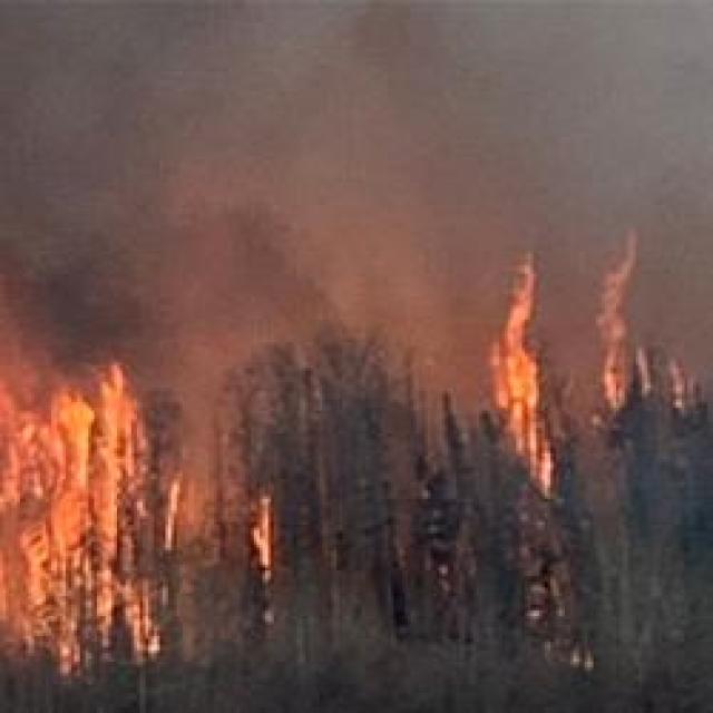 forest_fire Object Detection Dataset by manju