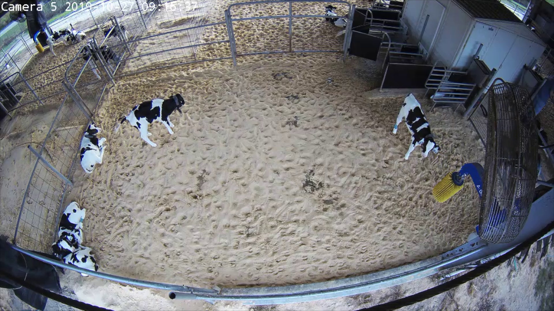 calf Object Detection Dataset by cow