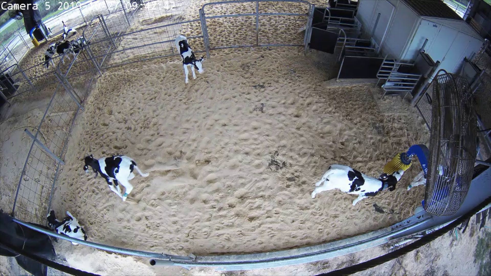 cow Object Detection Dataset by cow