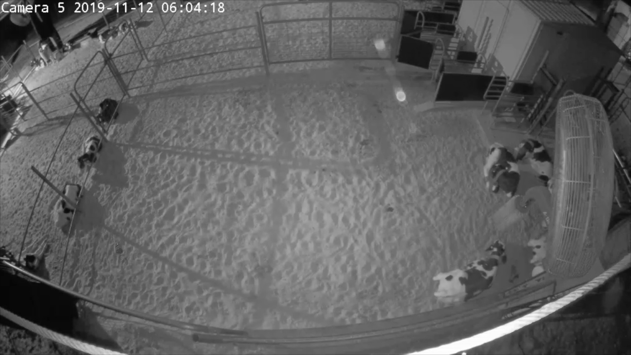 Cow Object Detection Dataset By Cow