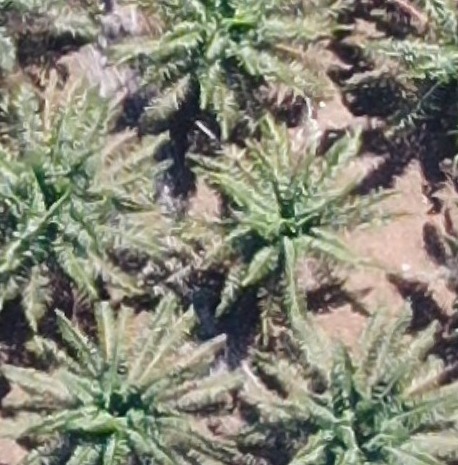 Palm Tree Detection Object Detection Dataset and Pre-Trained Model by Zulfa