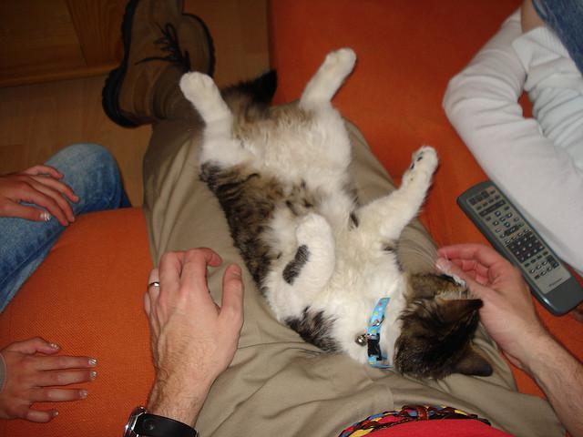 CAT_TRACKING Object Detection Dataset and Pre-Trained Model by CAT