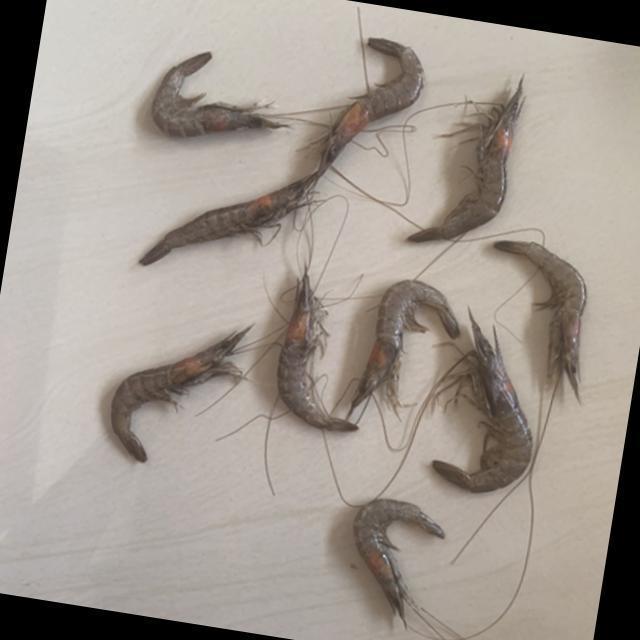 shrimp_cf Instance Segmentation Dataset by KTTeam