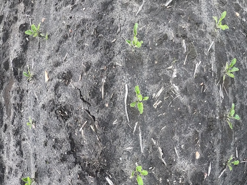 Plants Segmentation Object Detection Dataset By Fedi Abdellaoui