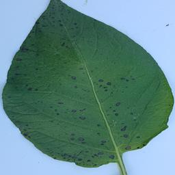 final task topic Object Detection Dataset and Pre-Trained Model by ASOU