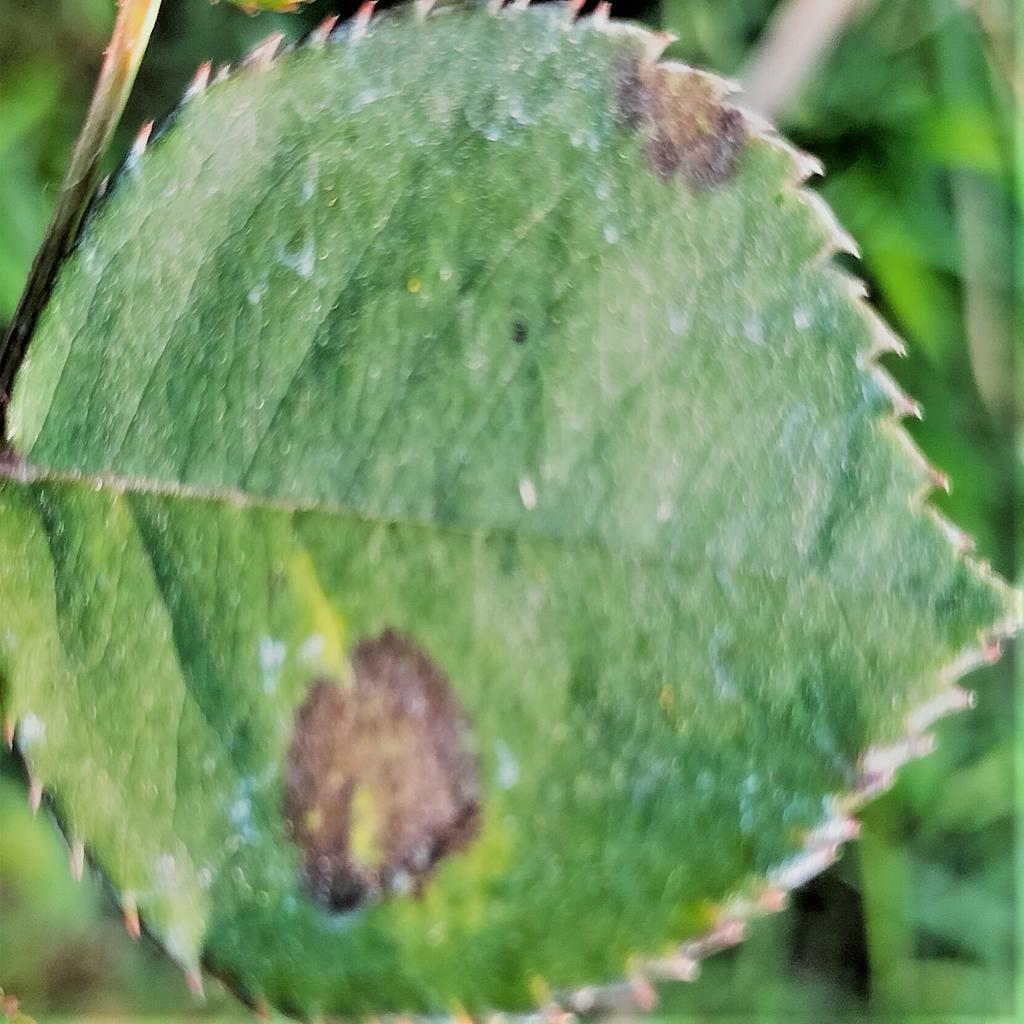 rose Classification Dataset by Machine learning