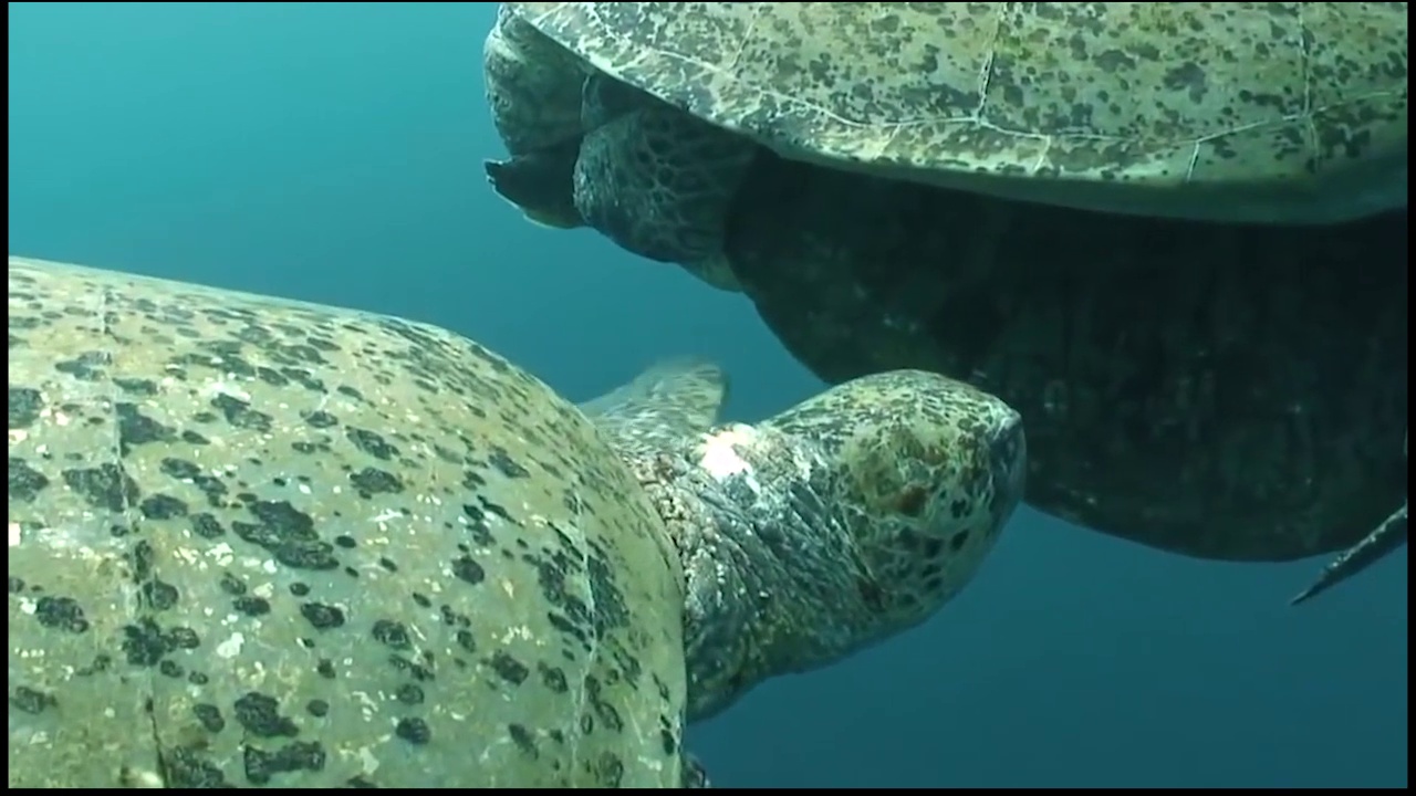 RUOD Object Detection Dataset by DUO