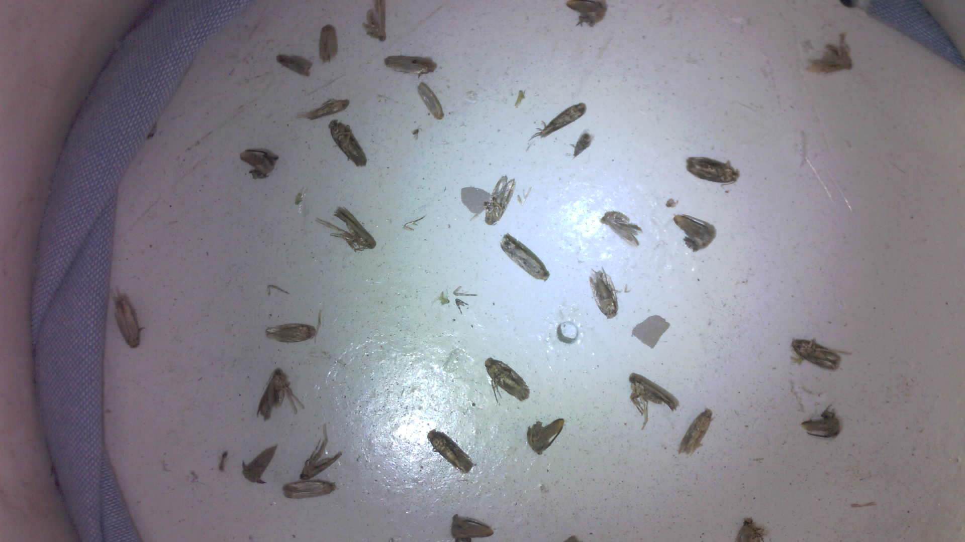 funnel trap original Object Detection Dataset by NEW