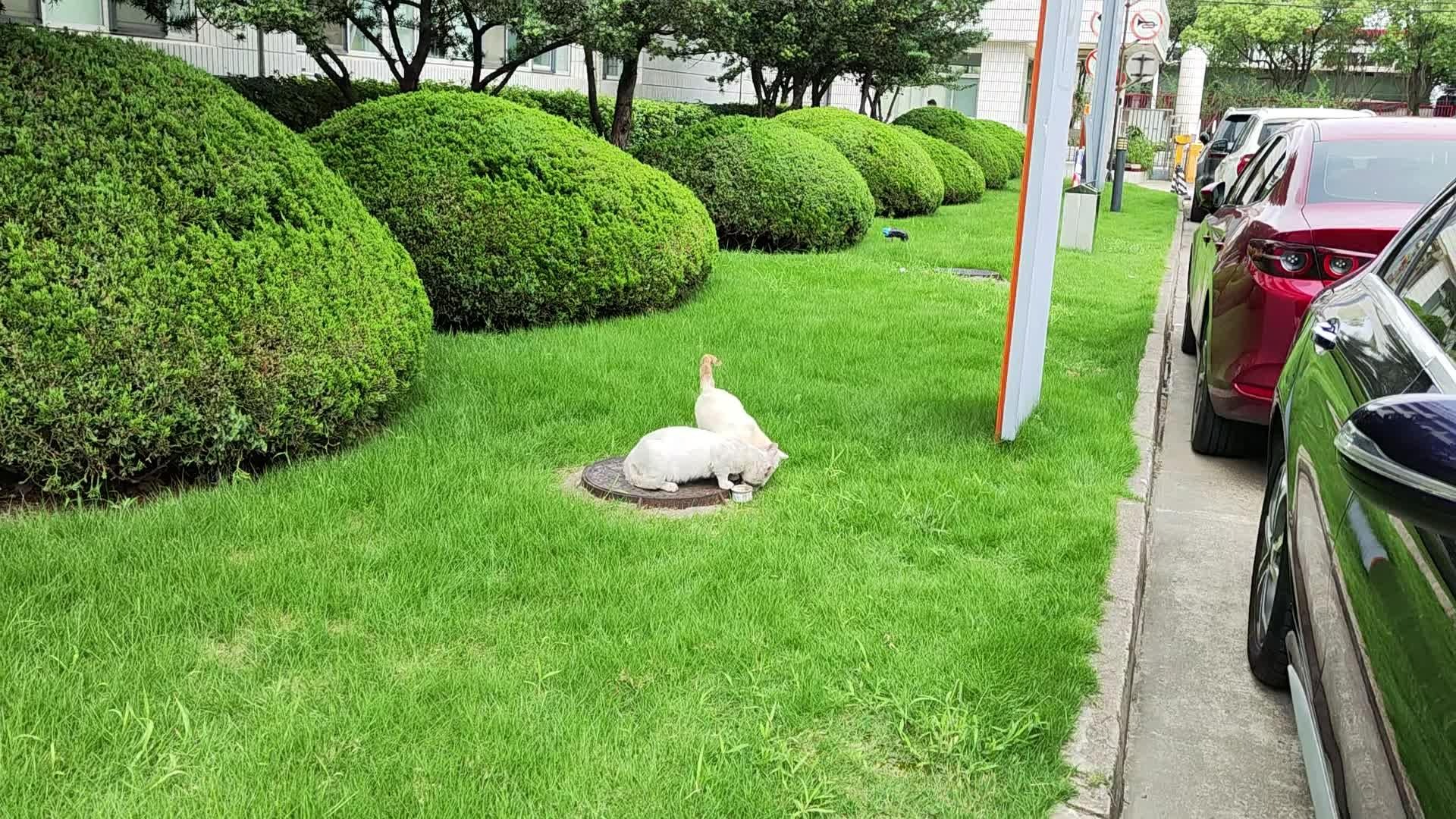 Segment the cat and dog for demo YOLO model Instance Segmentation Dataset and Pre-Trained Model ...