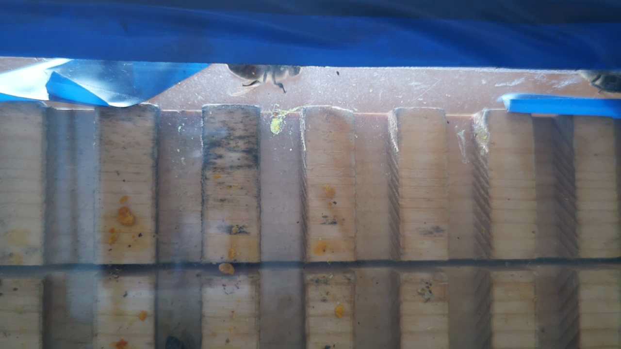 Bee Detection New Object Detection Dataset And Pre Trained Model By Bees