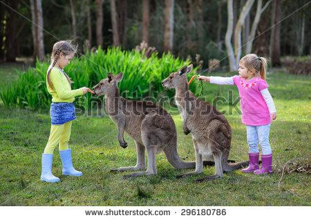 Kangaroo-Koala Object Detection Dataset by Tran Tien Van