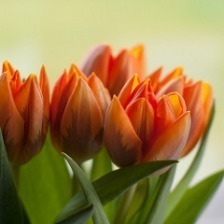 flowers Classification Model by flower model