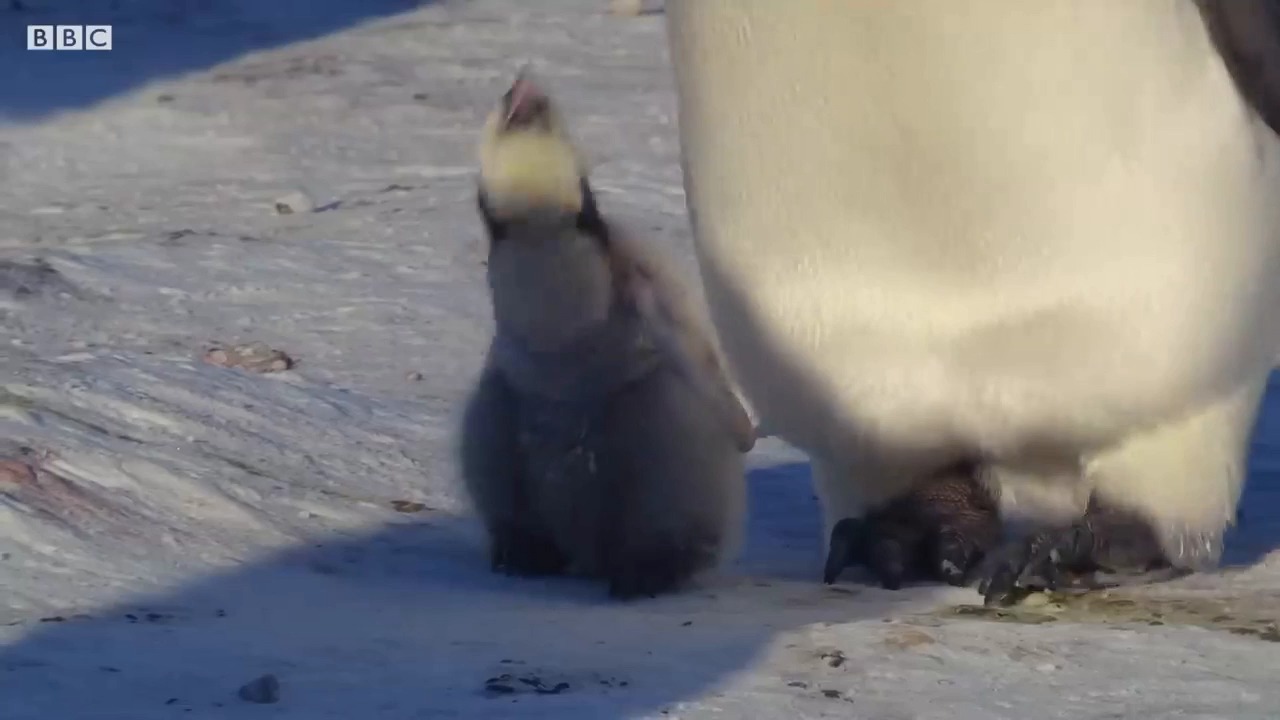 Penguin Detection Object Detection Dataset By Deeplearningtraining1