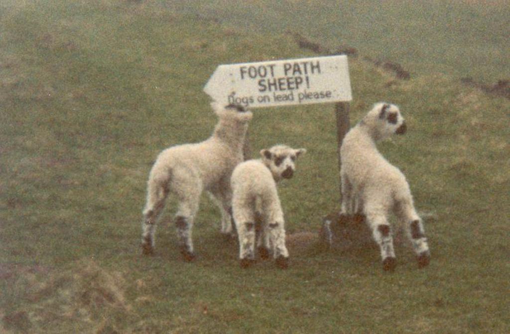 Sheep detection Object Detection Dataset by animal