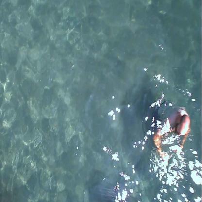 drowning_final Object Detection Dataset by pukyong national university