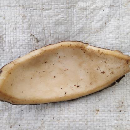 Copra Detection Object Detection Dataset by CV