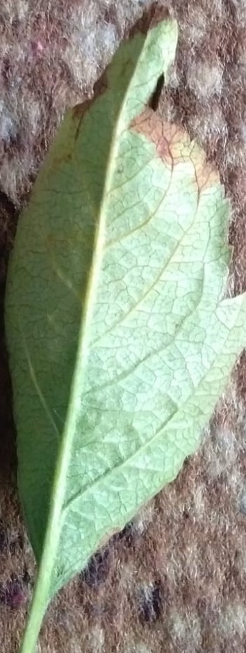 Apple Plant Disease Detection Object Detection Dataset by TestProjectUni