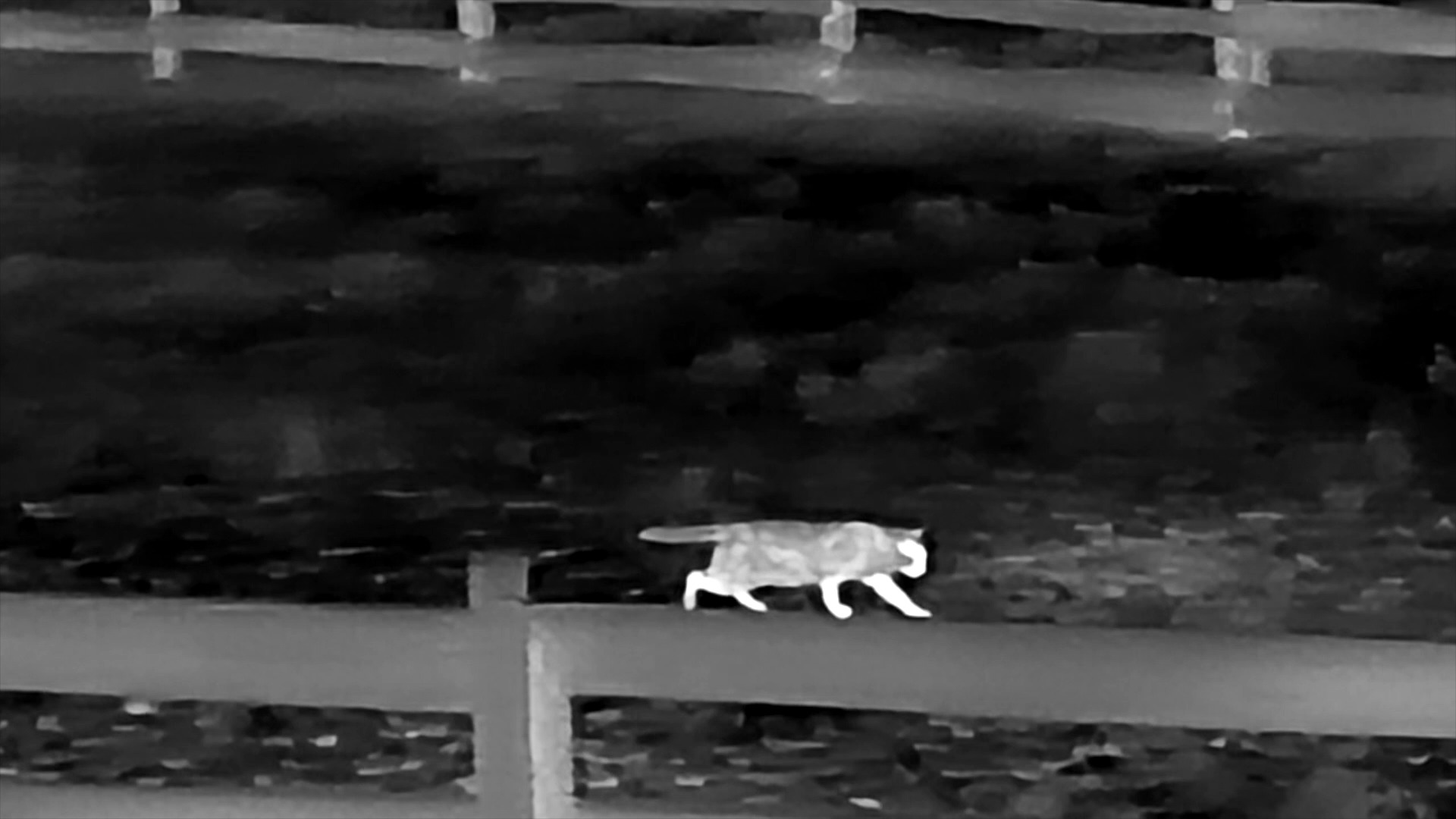 Thermal Cat Object Detection Model by Ed