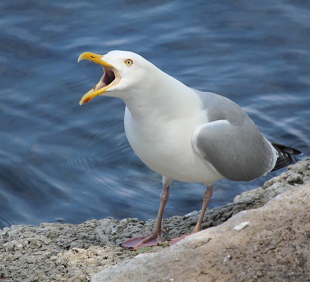 yolo-bird Object Detection Dataset by Aastha Hotwani