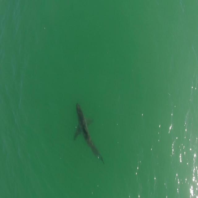 DATASET USED INTO FINS Object Detection Dataset by Oceanhazarddetection