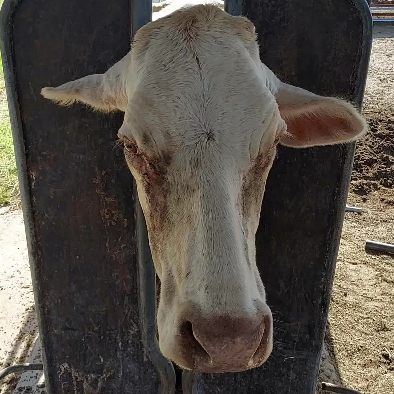 Cow Face Recognition Object Detection Dataset By Fontys