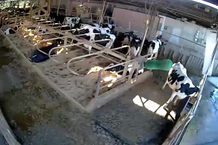 CowTech Object Detection Dataset and Pre-Trained Model by ruedakaffCVision