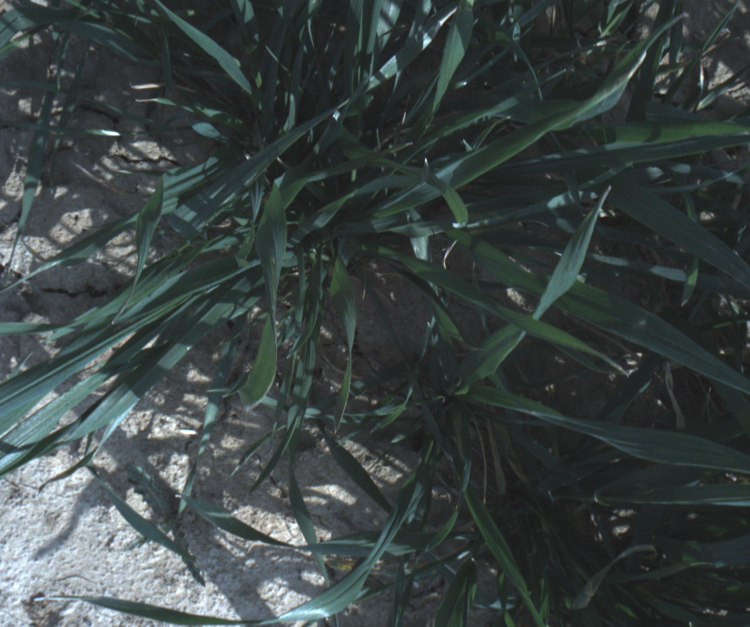 weeds Object Detection Dataset by Sebastien