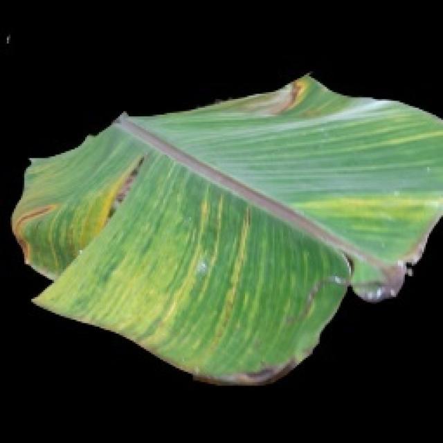 My First Project Object Detection Dataset by thanos