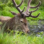 deer Object Detection Dataset and Pre-Trained Model by project-698ou