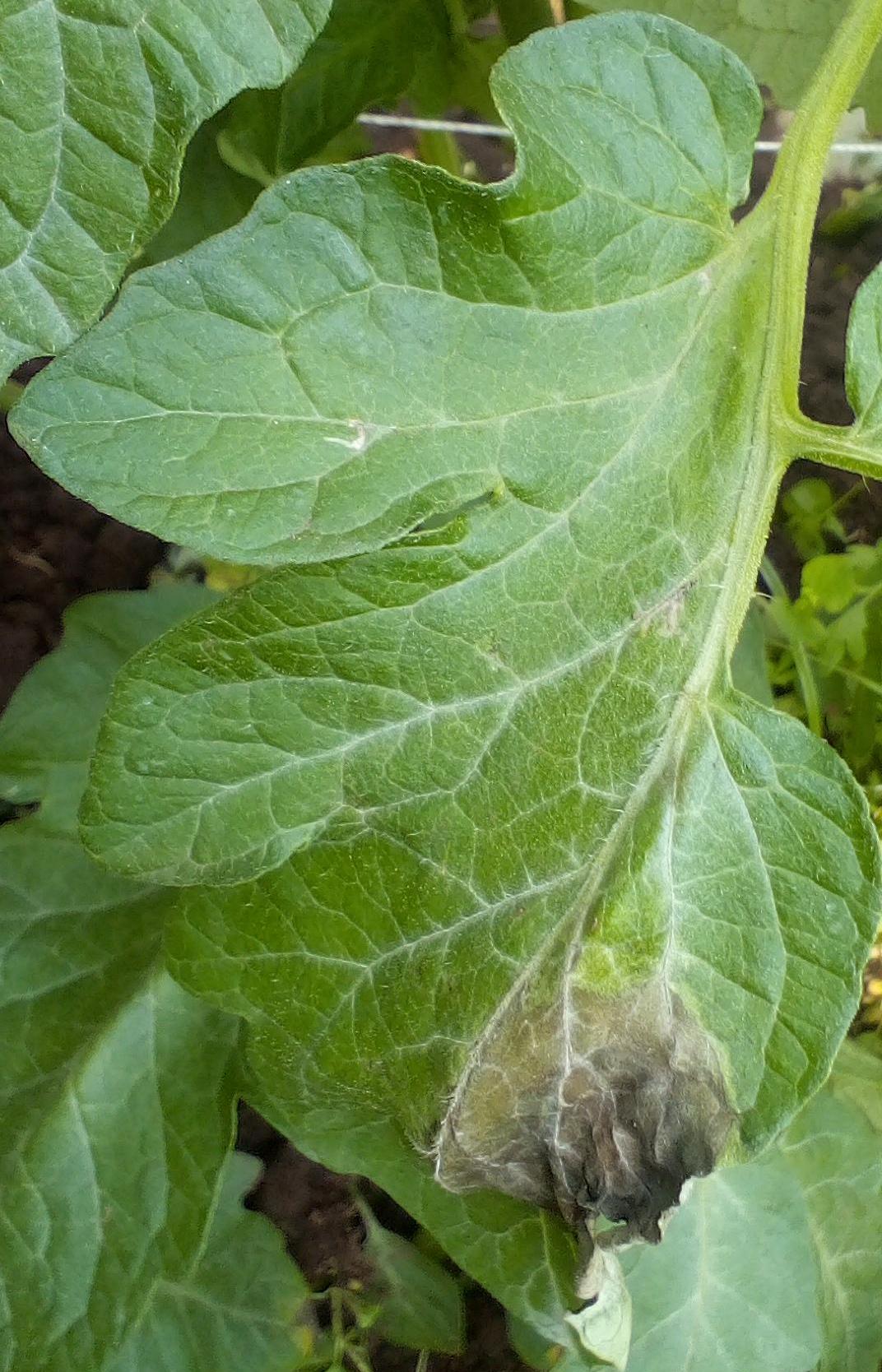 tomato Classification Model by test rbf