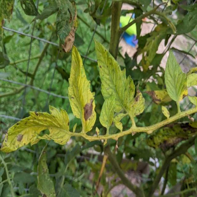 Multi Leaf Data Augmentation Object Detection Dataset V1 2025 04 11 5