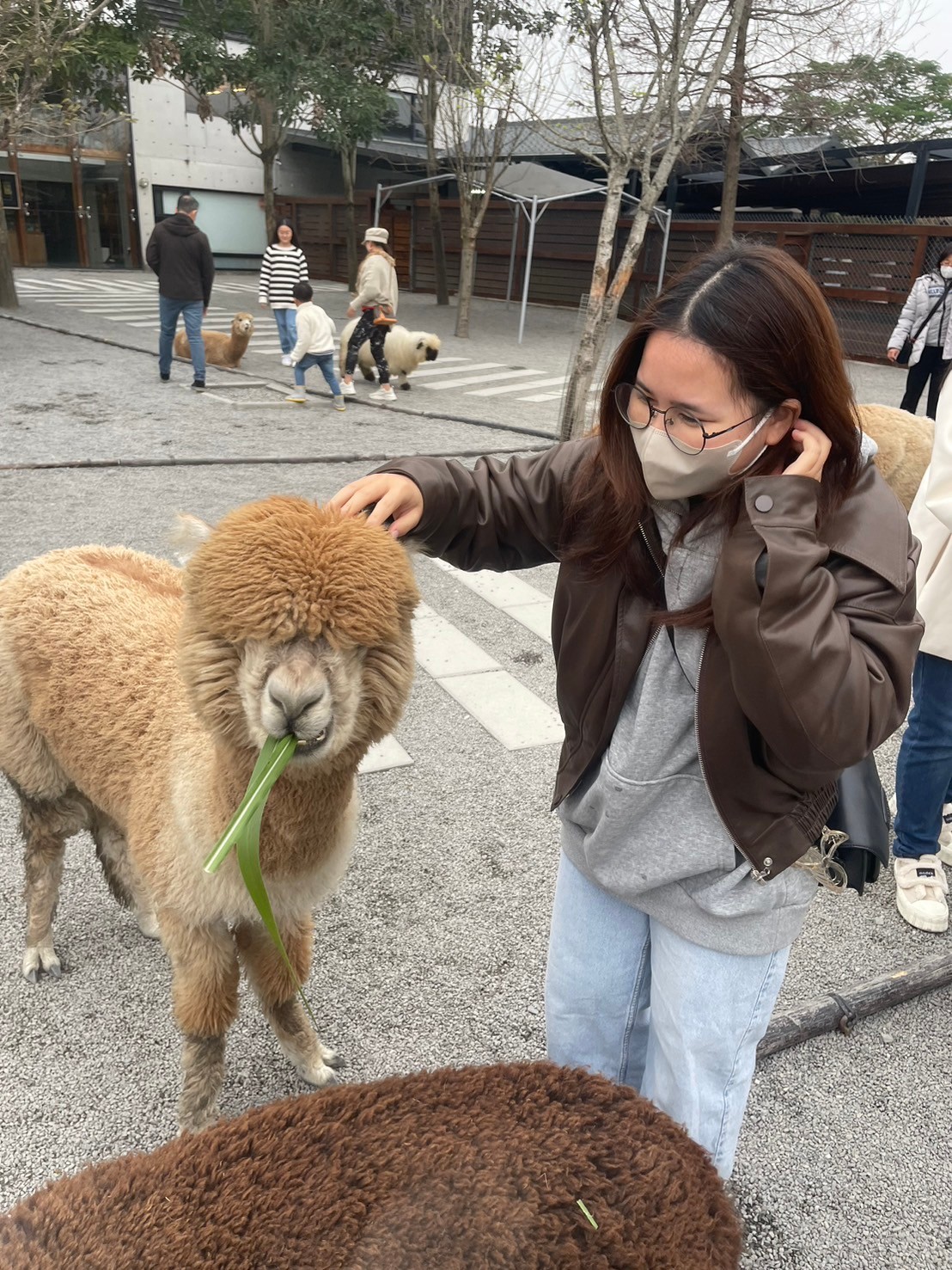 alpaca test Object Detection Dataset by grad test