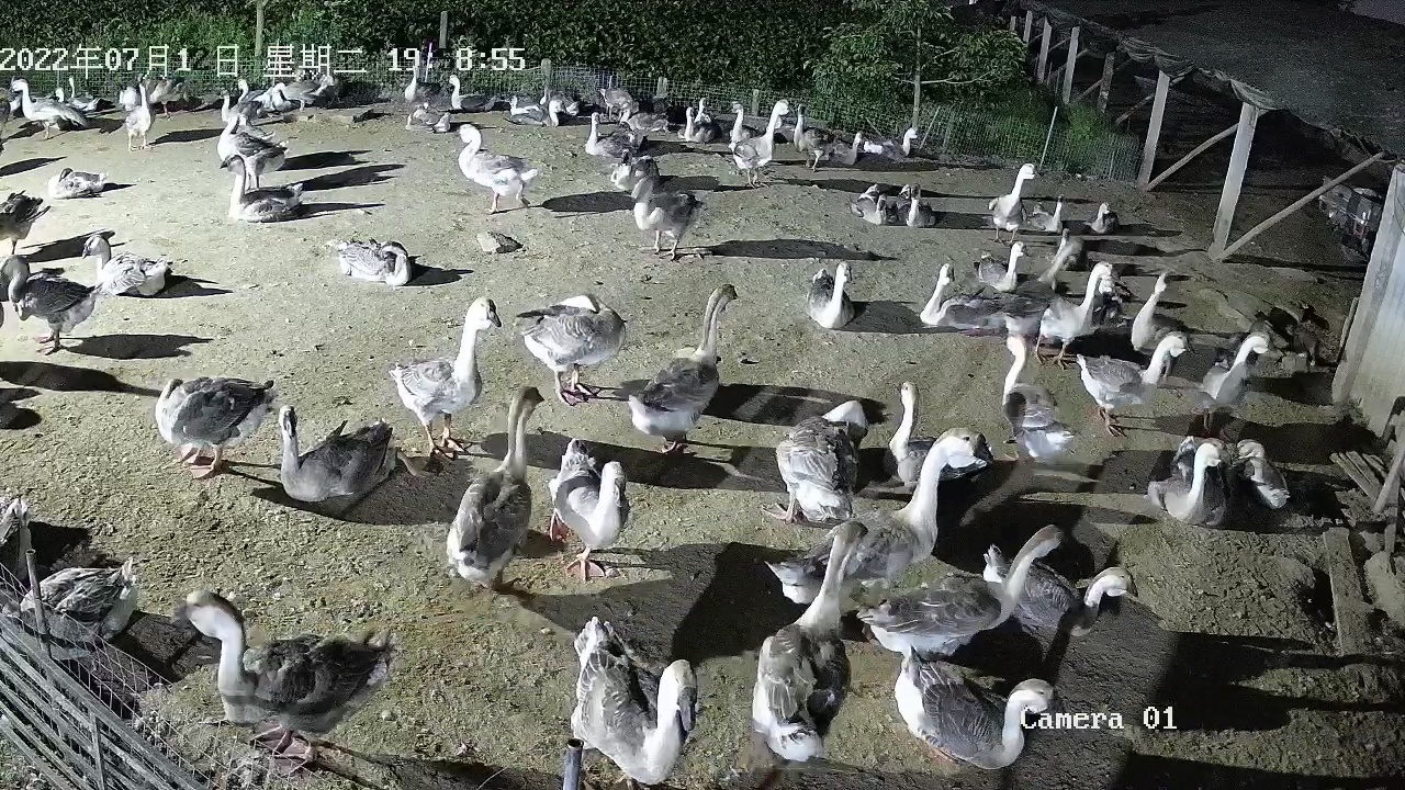 Lion-head Goose Object Detection Dataset by Carlosjjh