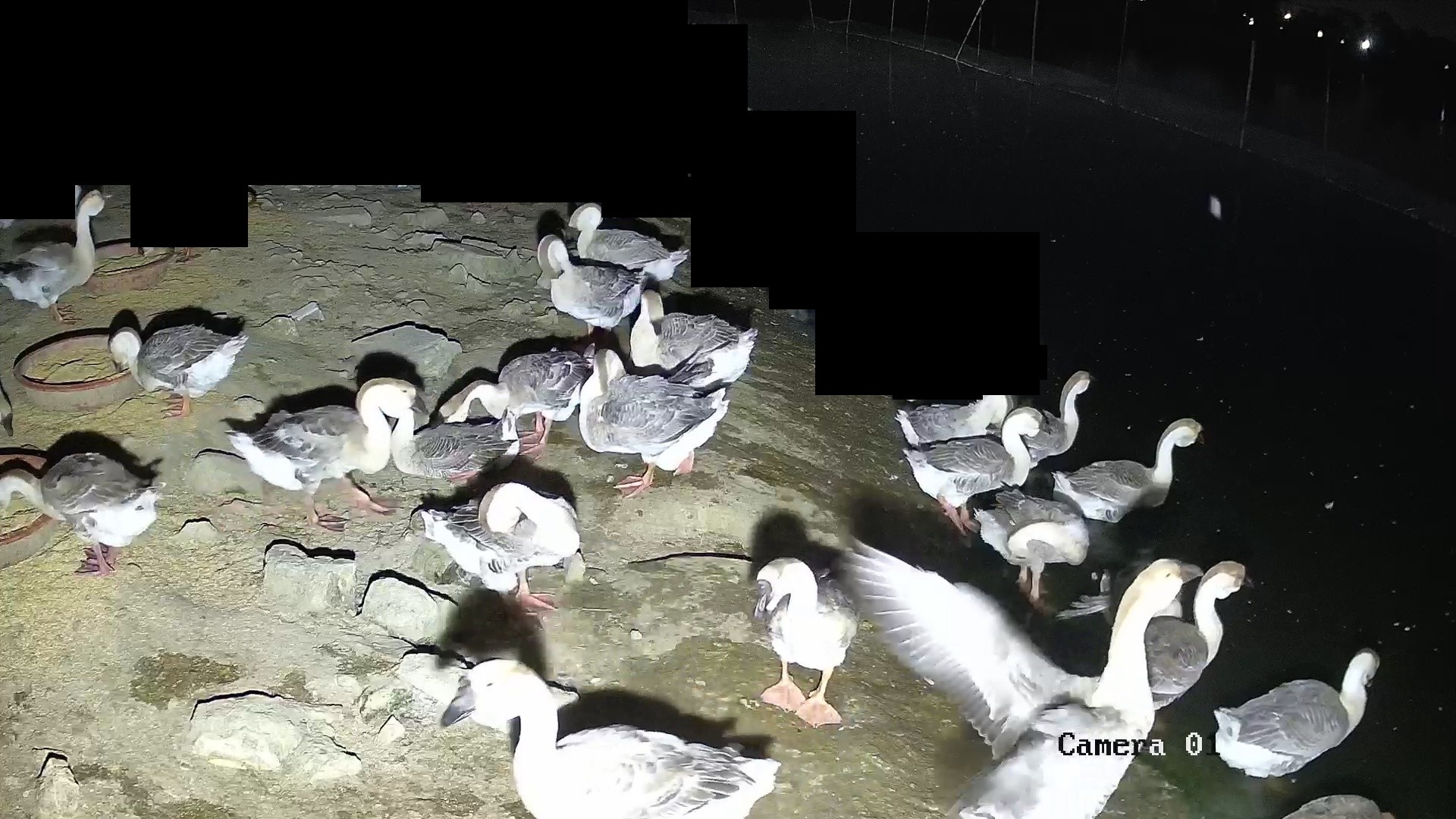 goose Object Detection Dataset by Carlosjjh