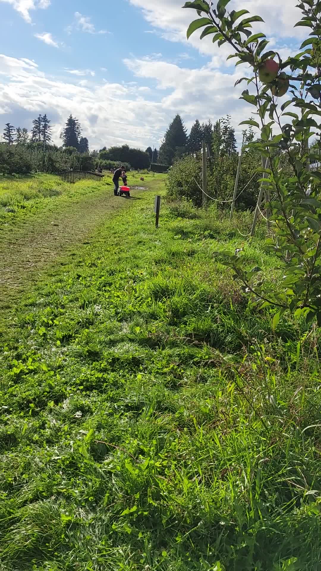 apple detection Object Detection Dataset by new-workspace-x2piz