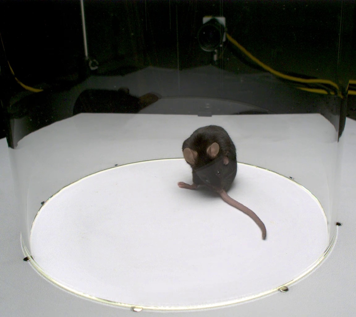 Mouse-pose-example Classification Dataset (v4, 2023-05-16 11:11pm) by Mouse Pose Estimation example