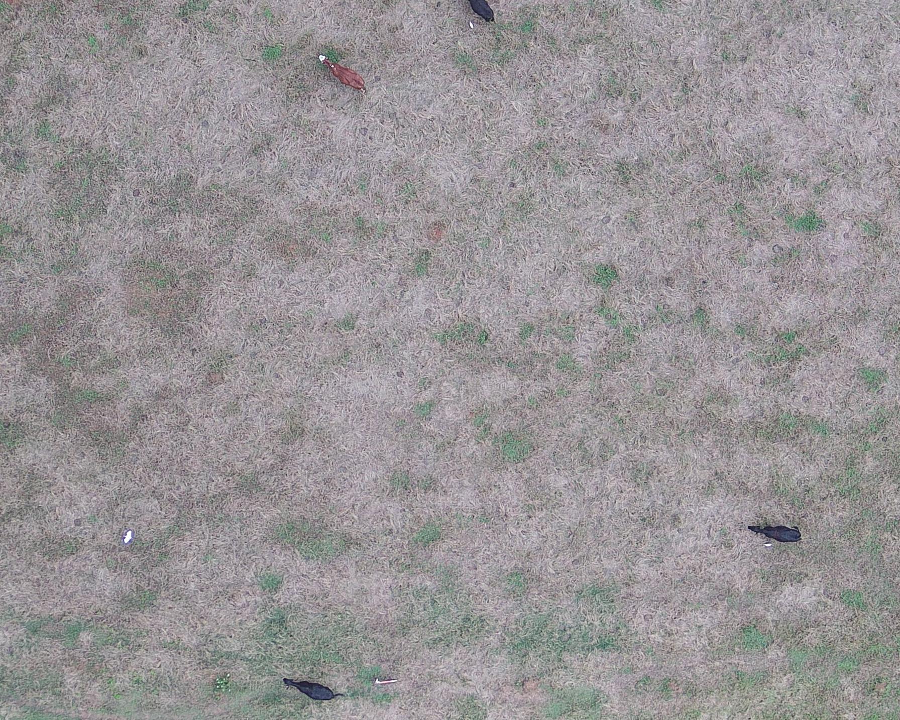 Wildlife_Animals_detection Object Detection Dataset and Pre-Trained ...