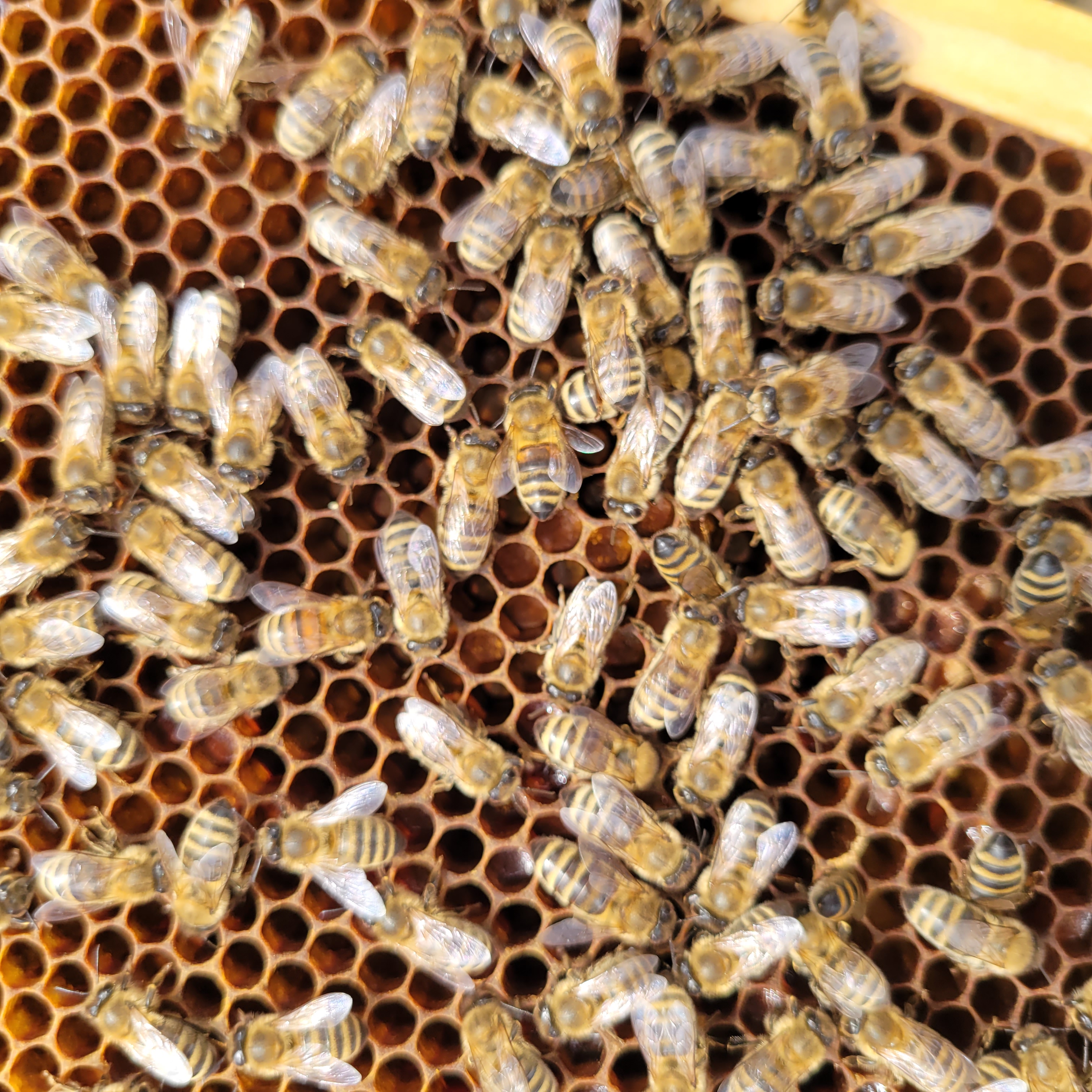 bees Object Detection Model by andrew hofer