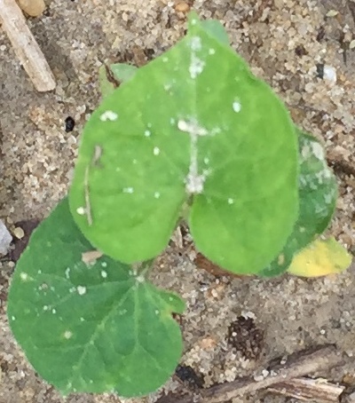 Weed (weed-pp05h) - Roboflow Universe