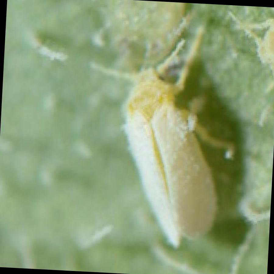 white flies Object Detection Dataset by Rithul