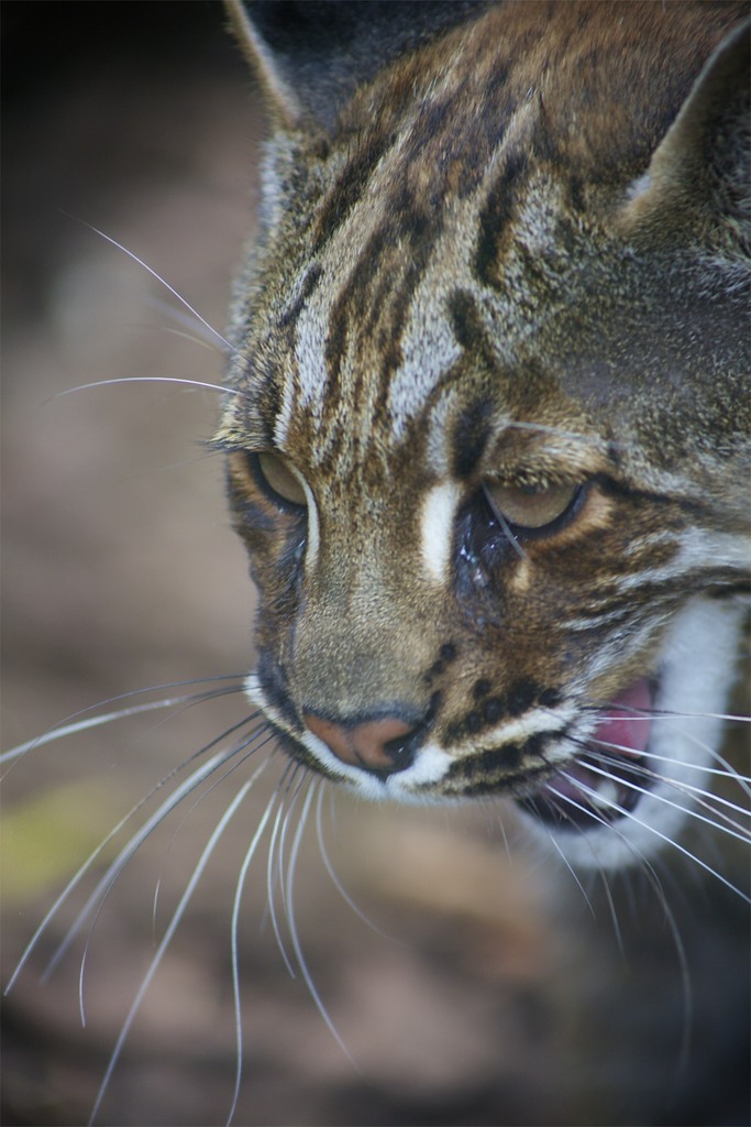 Class Projects - Roboflow Universe