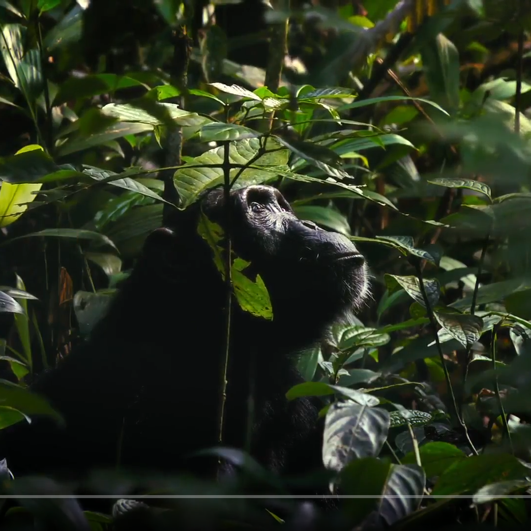 ChimpfaceID Object Detection Dataset and Pre-Trained Model by lzoo
