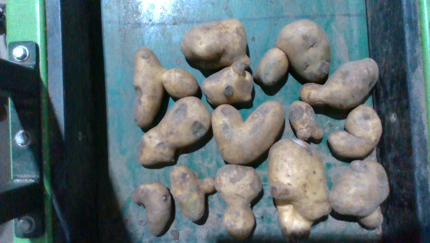 Potato Defection Object Detection Dataset By Raghavan