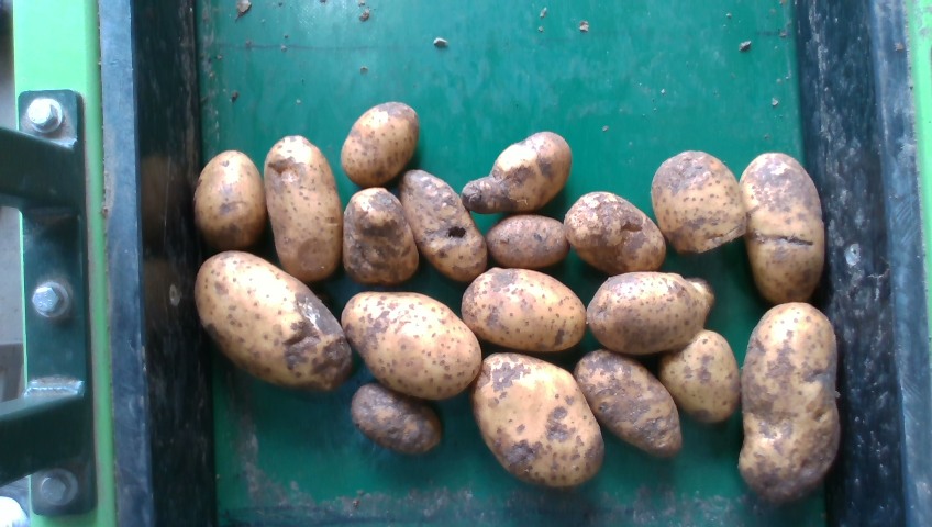 How to Use the potato Object Detection API