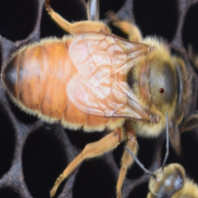 Queen Bee Deceased Instance Segmentation Model by My Dreams