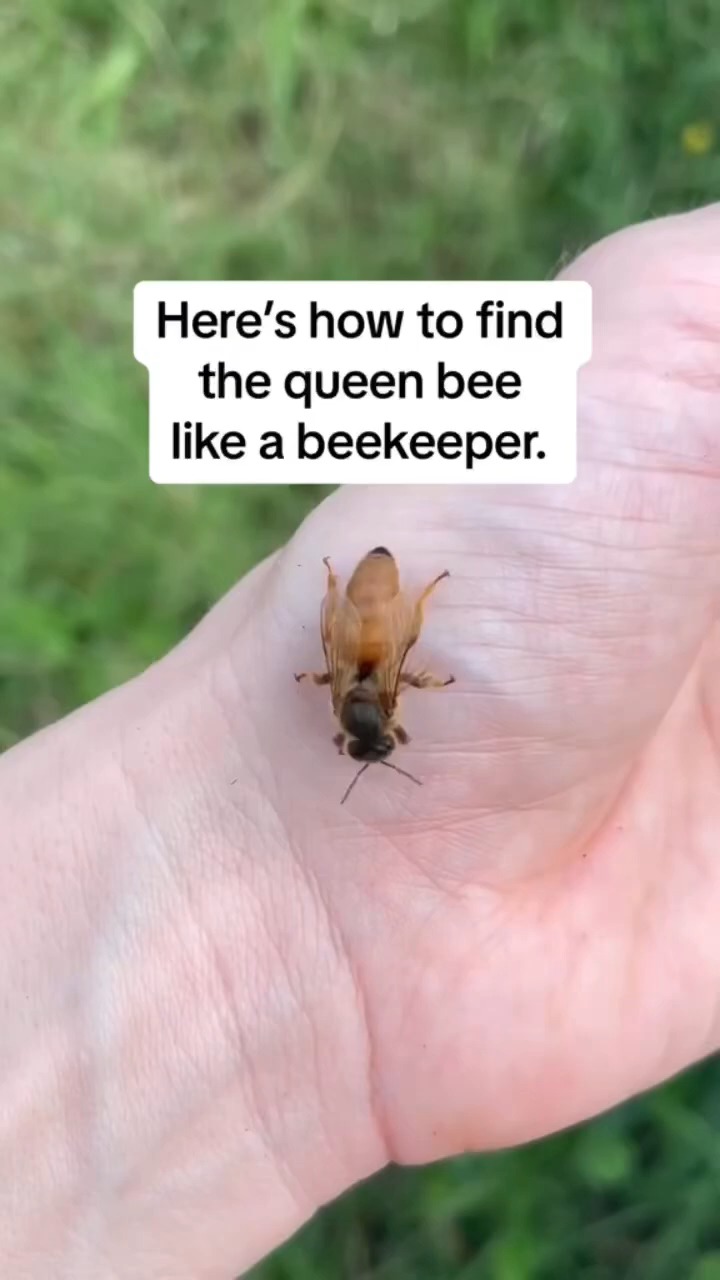 How to Use the Ana Arı Object Detection API