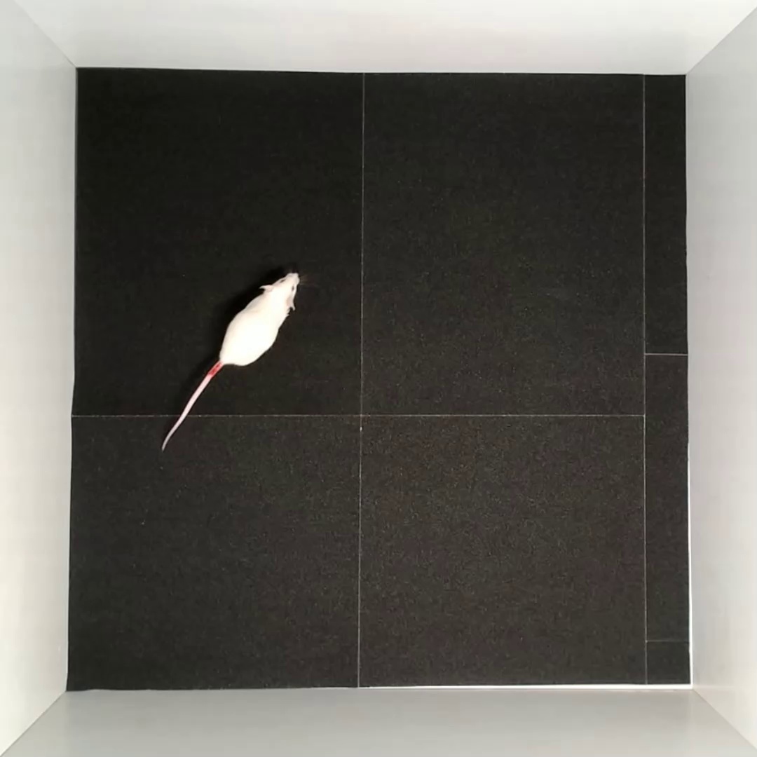 Detectron_v1 Instance Segmentation Dataset and Pre-Trained Model by TESTE